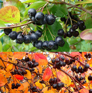 Genre Aronia : Aronia melanocarpa, aronie à fruits noirs